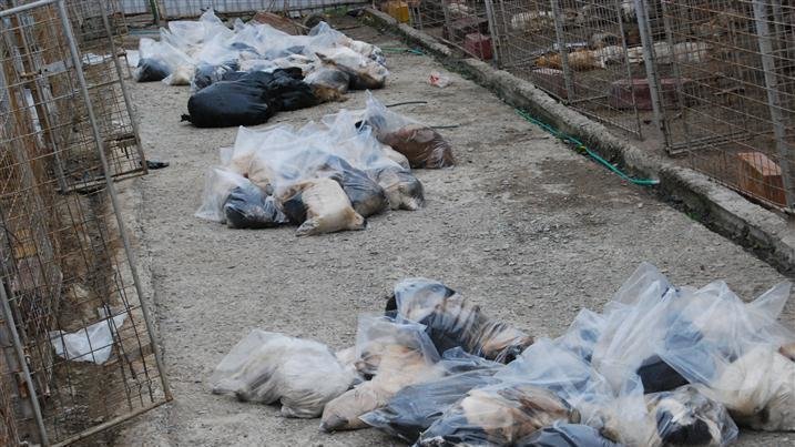 Petition · STOP THE MASS-KILLING OF STRAY DOGS IN ROMANIA! SPAY/NEUTER ...