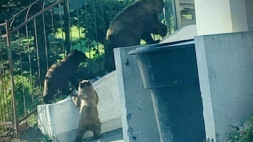 Petition · A fed bear is a dead bear -Leavenworth’s bear attack was ...
