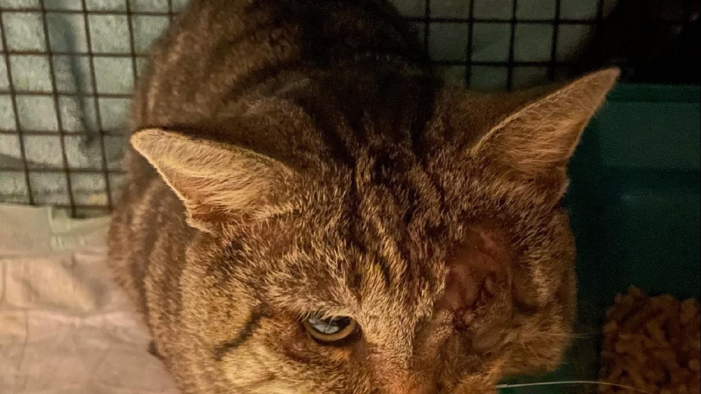 Petition · Justice For A Cat named Willy - United States · Change.org
