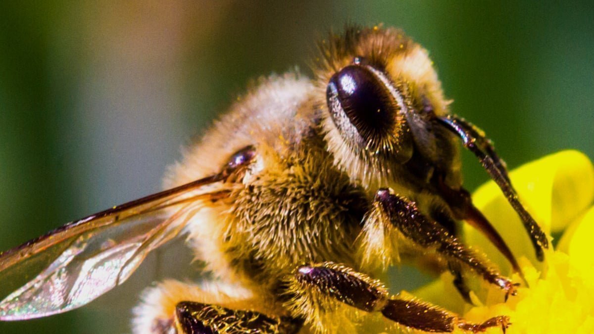 Petition Make bee A Mass Noun Change Petition Make bee A Mass Noun Change