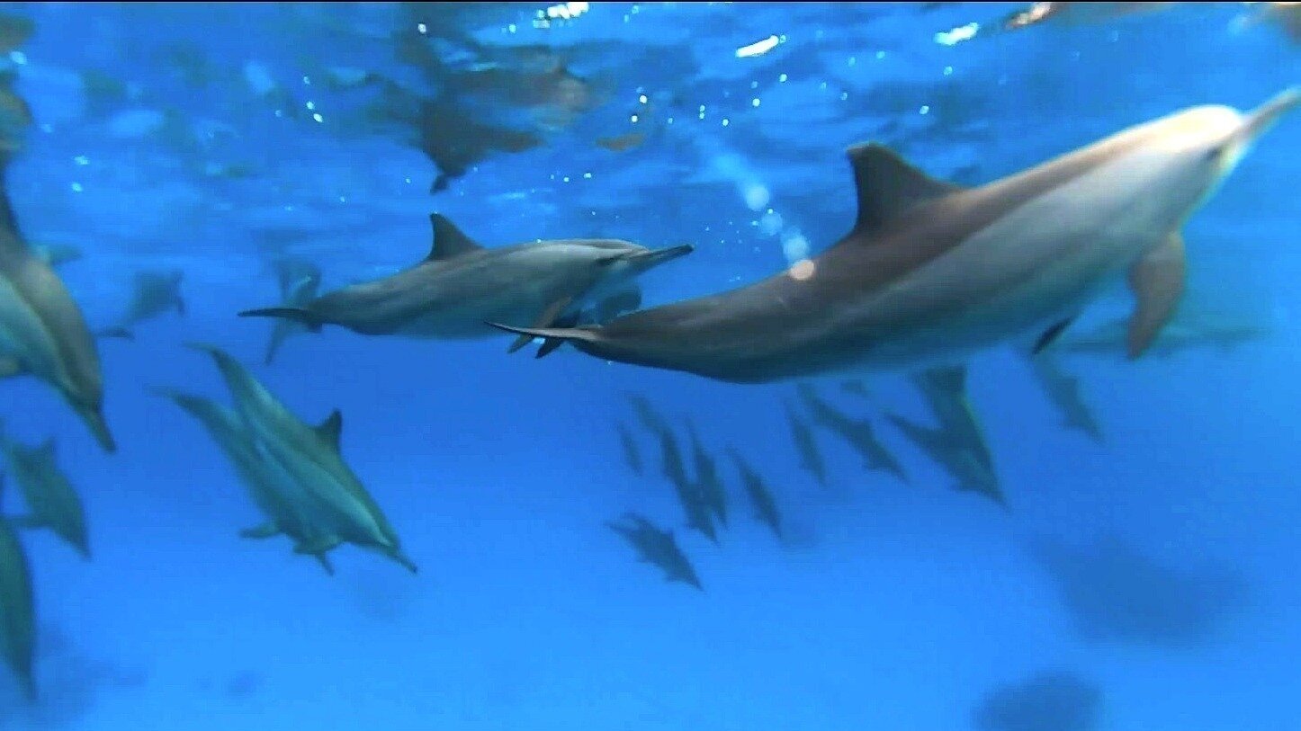 Petition · Sataya Code of Conduct: Protect the Dolphins and the Marine ...