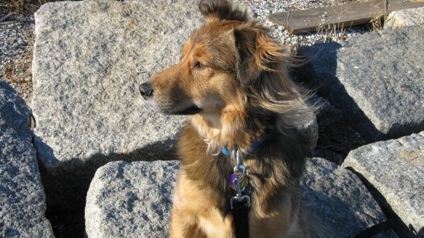 Petition · Stop the senseless killing of healthy, non-aggressive ...