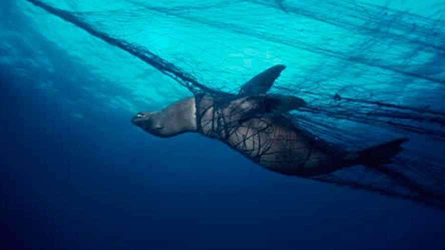 Petition · Ban Super Trawlers Permanently in Australia - Australia ...