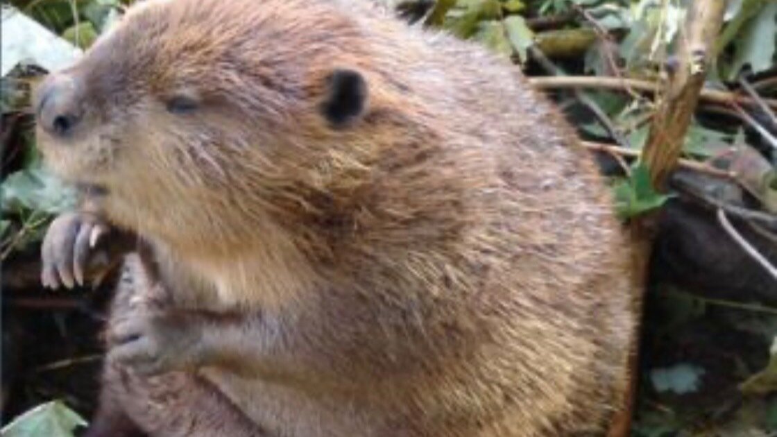Petition · Urge Glenville to Protect Beavers with Beaver Deceivers ...