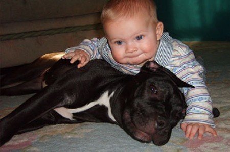 Petition · Lift the Pit Bull ban in Denver/Aurora - United States ...