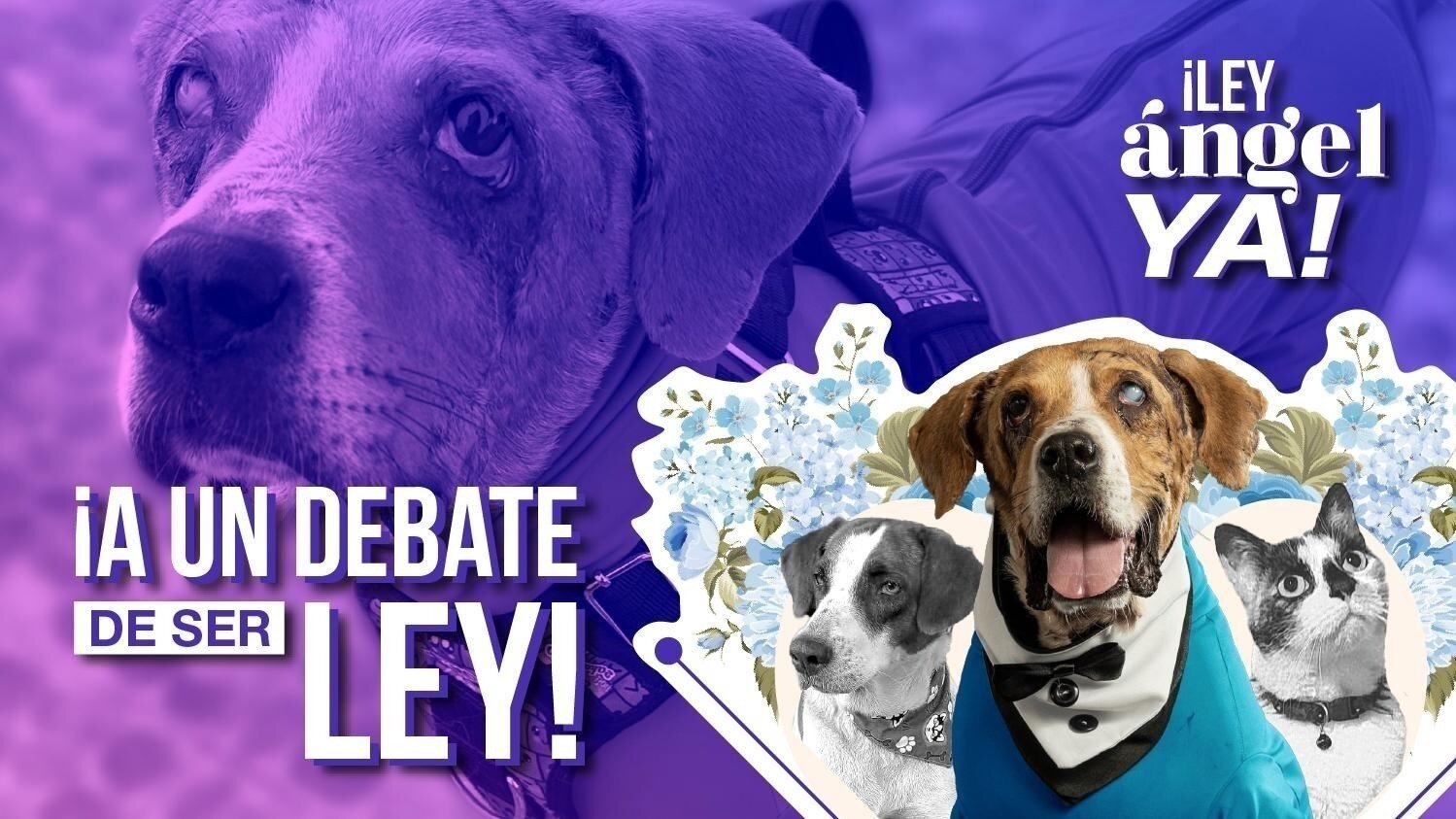 Petición · Firma por los animales en Colombia: ¡Ley Ángel YA! Último ...