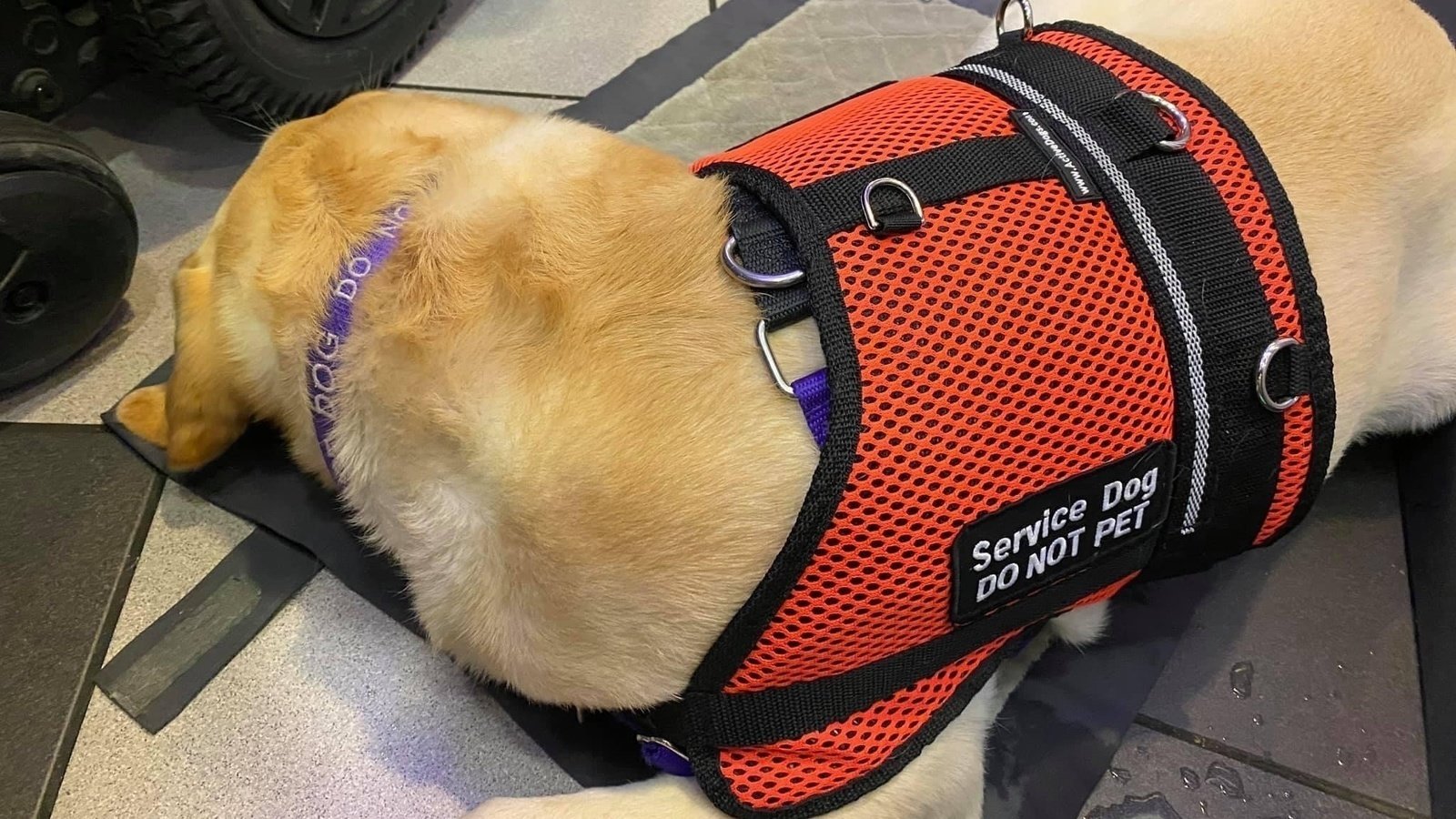 Petition · Let's STOP the fake service dog trend - United States ...
