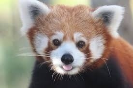 Petition · No more poaching for red pandas - United States · Change.org