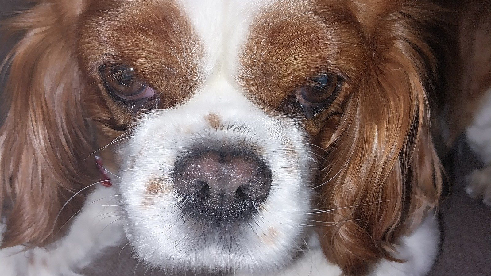 Petition · Make all schools led by dogs - Lebanon · Change.org