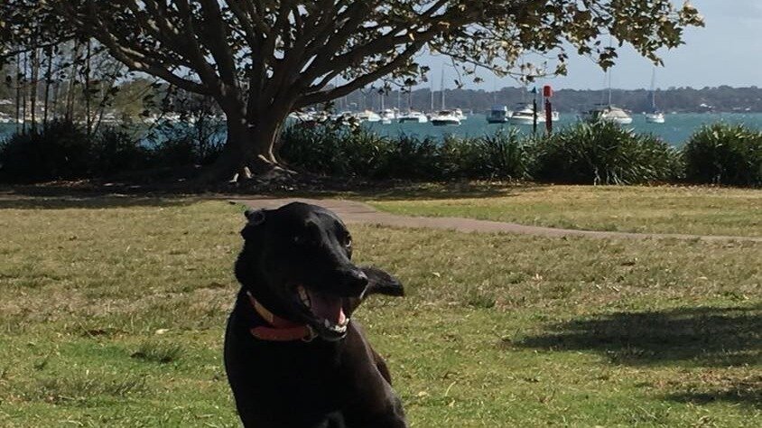 Petition · Thomas H Halton Park Off-Leash Hours - Australia · Change.org