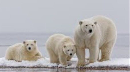 Petition · STOP WILLOW PROJECT - United Kingdom · Change.org