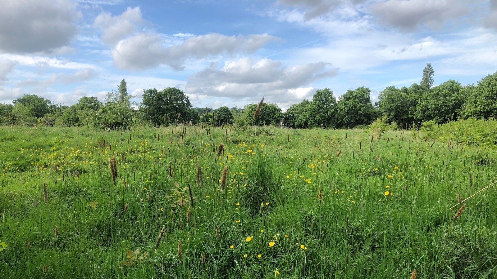 Petition · Ealing Council: Protect Grove Farm green space - United ...