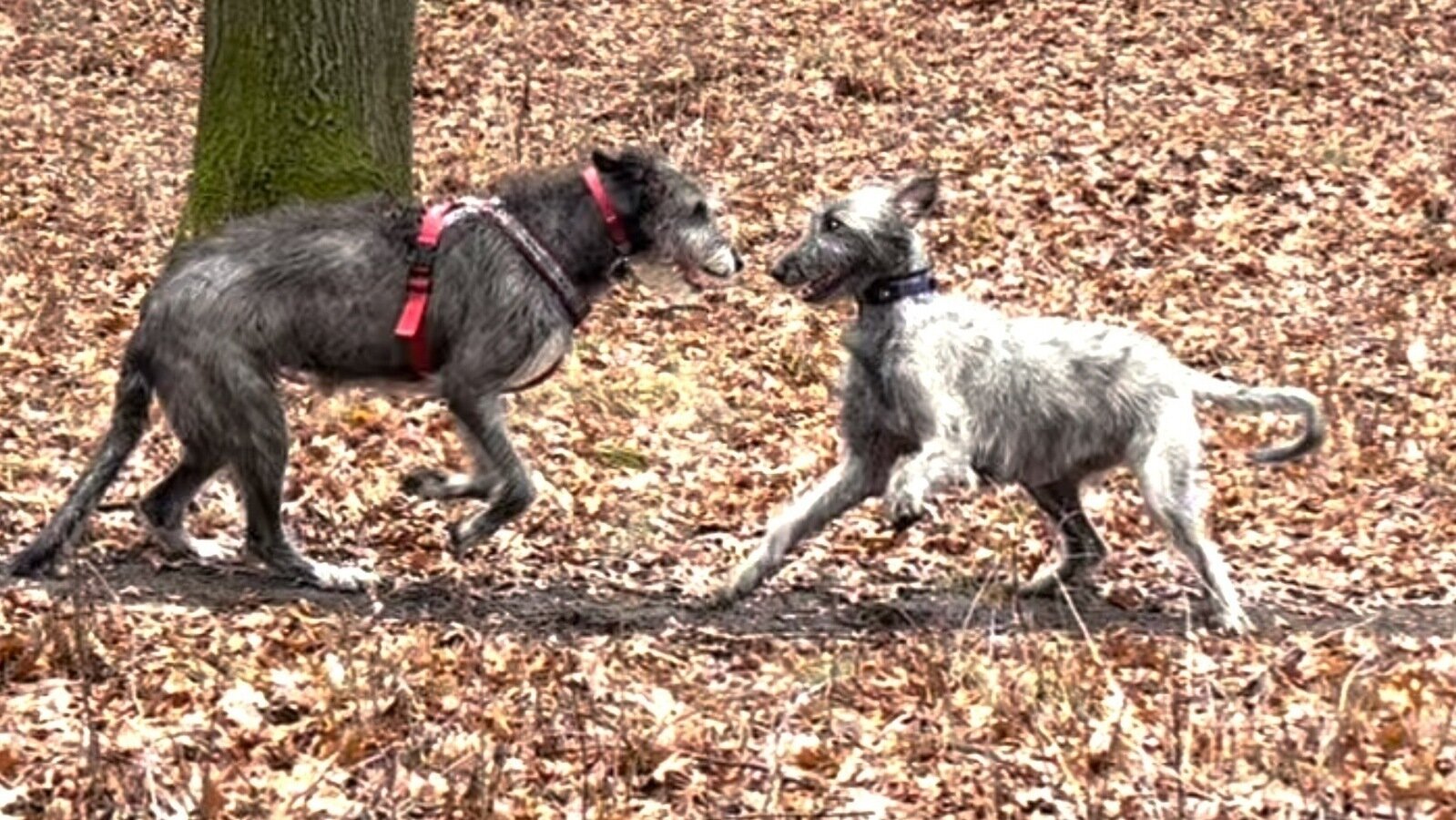 Petition · Stop the CDC from Enforcing Dog Import Restriction - United ...