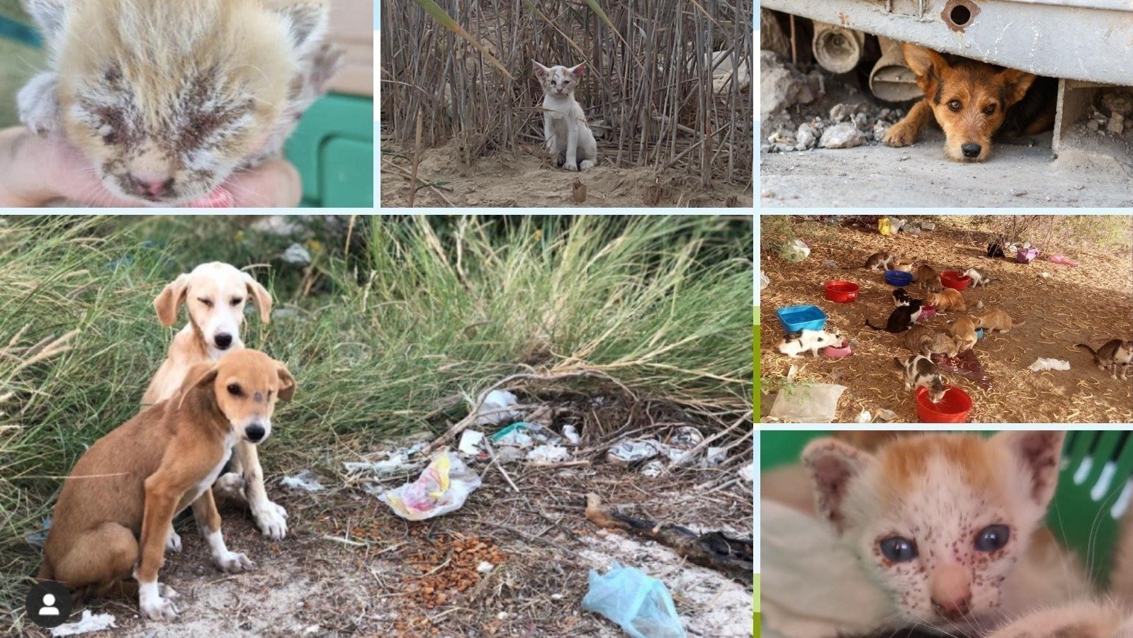 Petition · STOP CRUEL DUMPING OF LIVE PUPPIES & KITTENS BY PEST CONTROL ...
