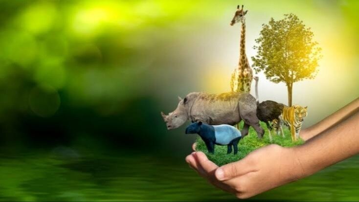 Petition · Protecting Our Precious Wildlife: A Call for Urgent Animal ...
