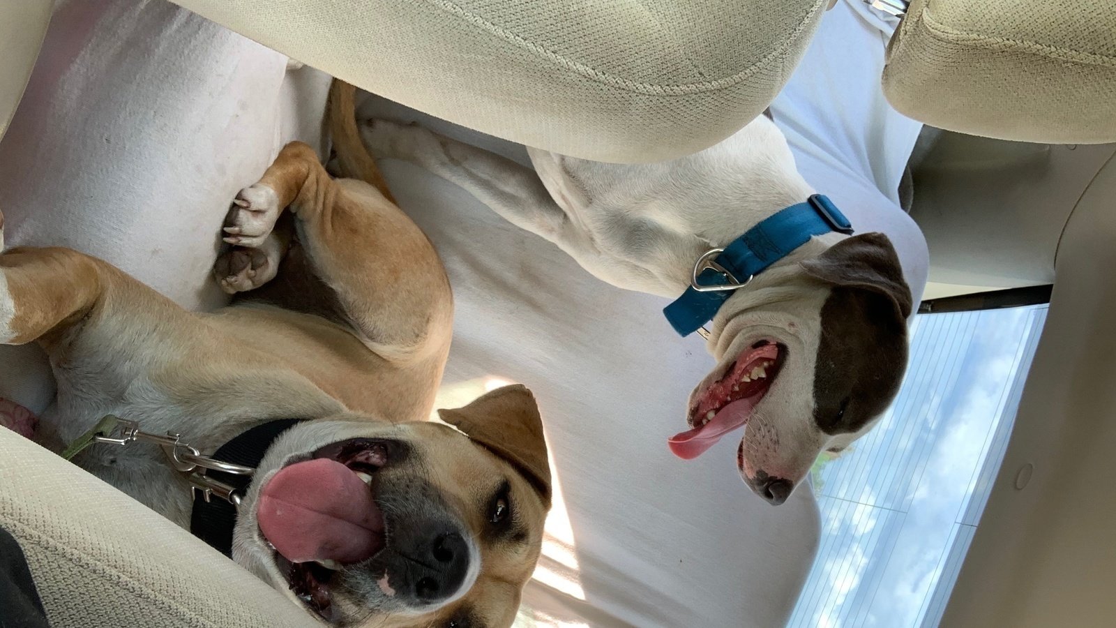Petition · I want justice for my innocent dogs - United States · Change.org