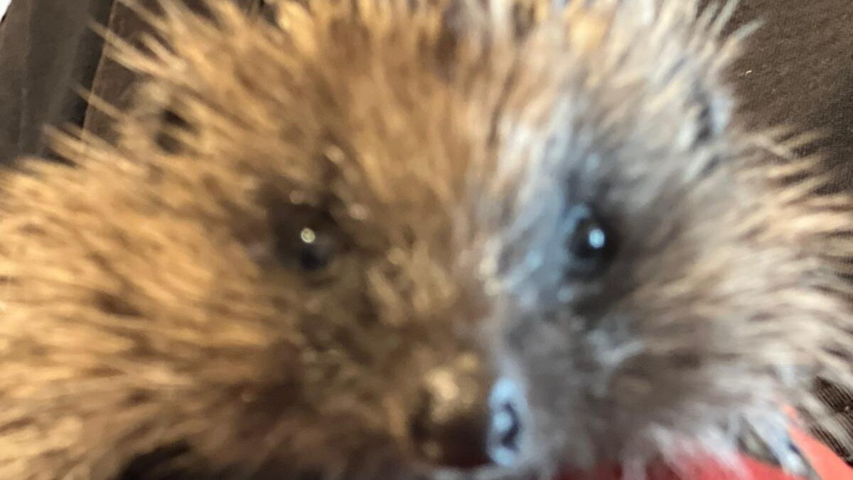 Petition · Save our Hedgehogs - United Kingdom · Change.org