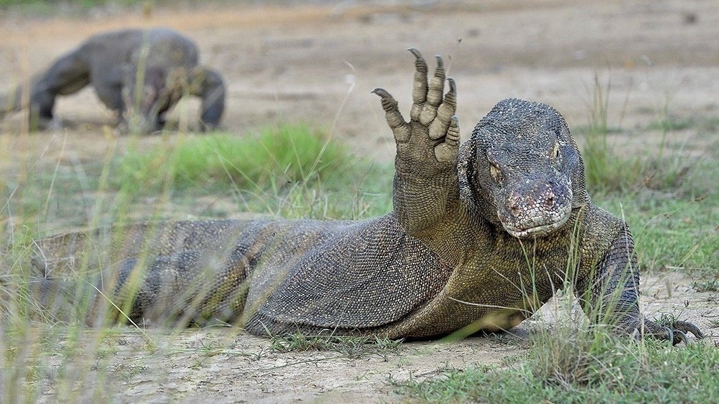 Petition · Encourage Indonesian Govt to stop poaching of deer in Komodo ...