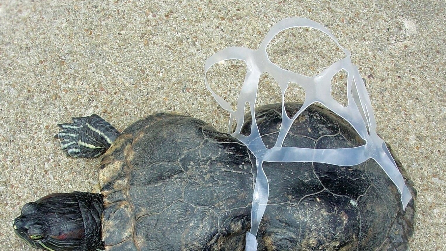Petition · Ban Plastic Pack Rings - United States · Change.org