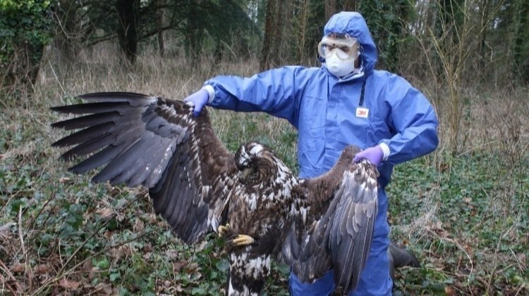 Petition · Stop Raptor Persecution - United Kingdom · Change.org