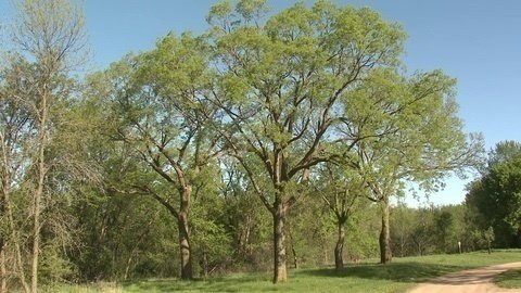 Petition · Save Our Minnesota Ash Trees! - Saint Paul, United States ...