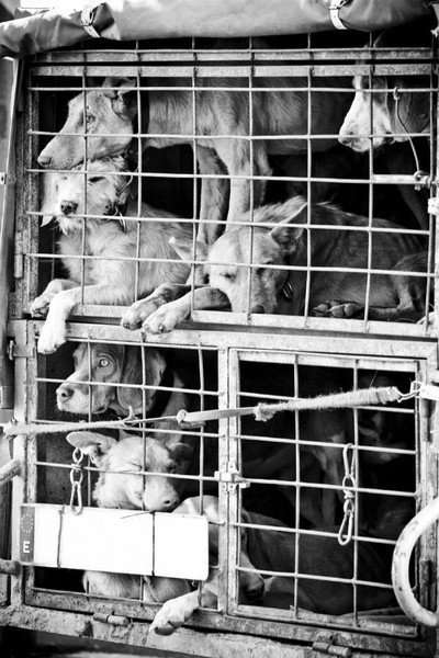 Petition · CEASE THE IMPRISONMENT OF ANIMALS! - United States · Change.org