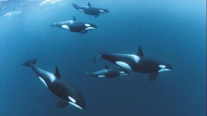 Petition · Stop orca captivity - United States · Change.org