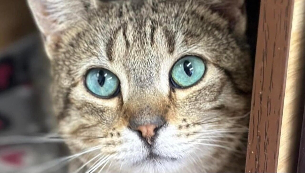 Petition · Help Stop Cat Overpopulation:Approve Furball Farm On-site ...