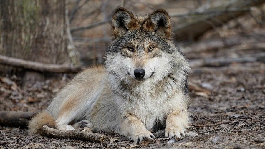 Petition · Say NO to Lethal Mexican Gray Wolf Extermination Bill ...