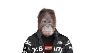 Petition · Legalize pet monkeys in sweden - Sweden · Change.org