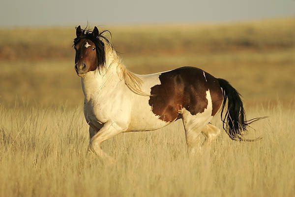 Petition · Stop the Roundup and Killing of Wild Mustangs! - United ...