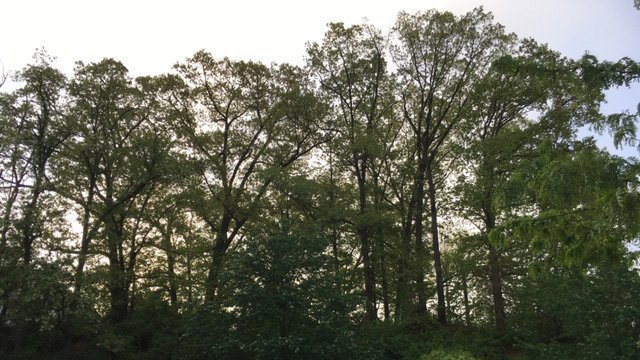 Petition · Save trees and affordability in South Slope - United States ...