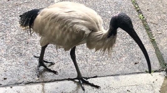 Petition · Apple to create a ibis emoji - Australia · Change.org