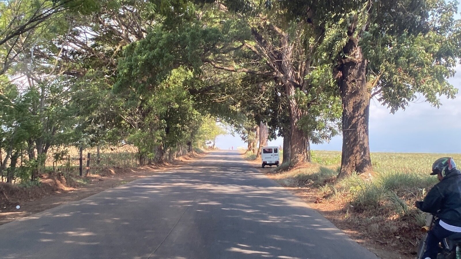 Petition · Save Camp Fabia Trees #OneWithNature - Manolo Fortich ...