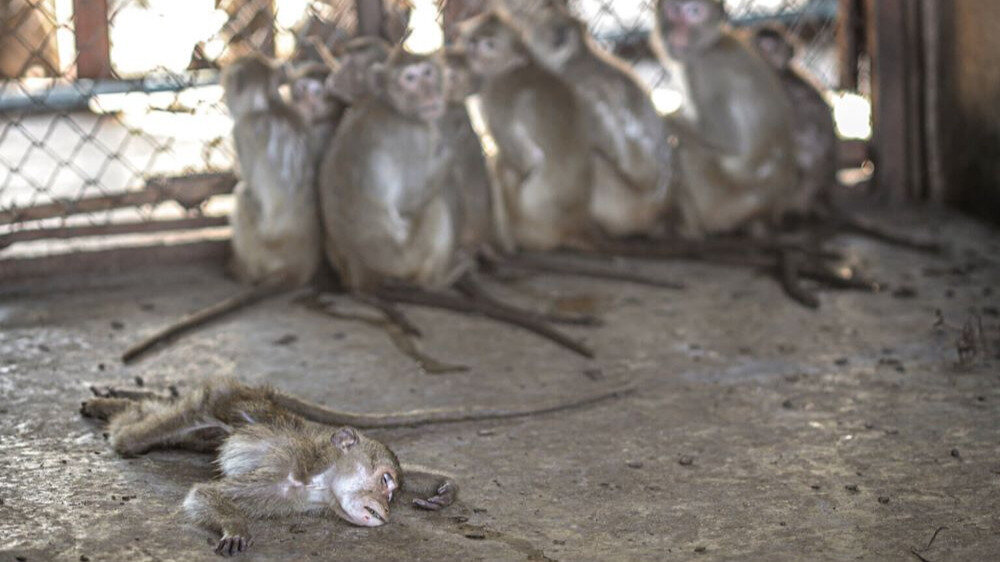 Petition · Prohibit Primate (Monkey) Farming Facilities in Brazoria County, Texas - United ...