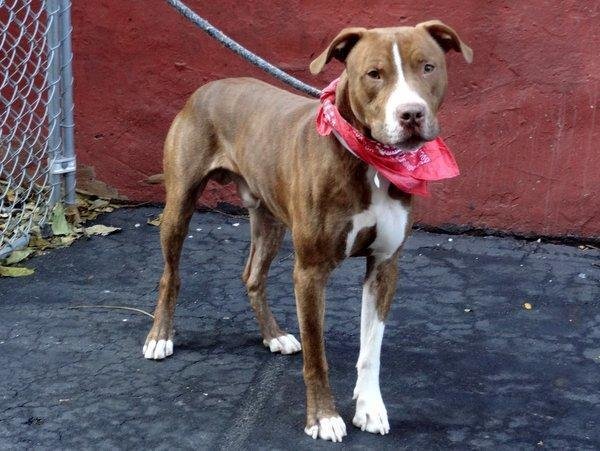 Petition · Michael Menta vs. The Office Dog · Change.org