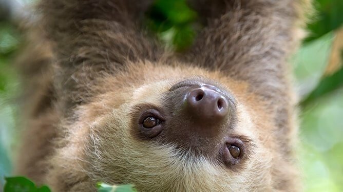 Petition · Save the sloths - United States · Change.org