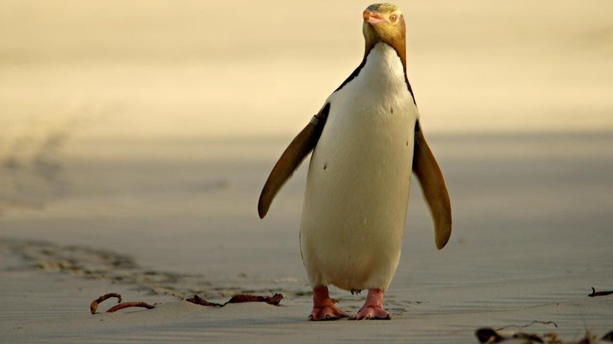 Petition · Protect Biodiversity: Save the Hoiho Penguins - New Zealand ...