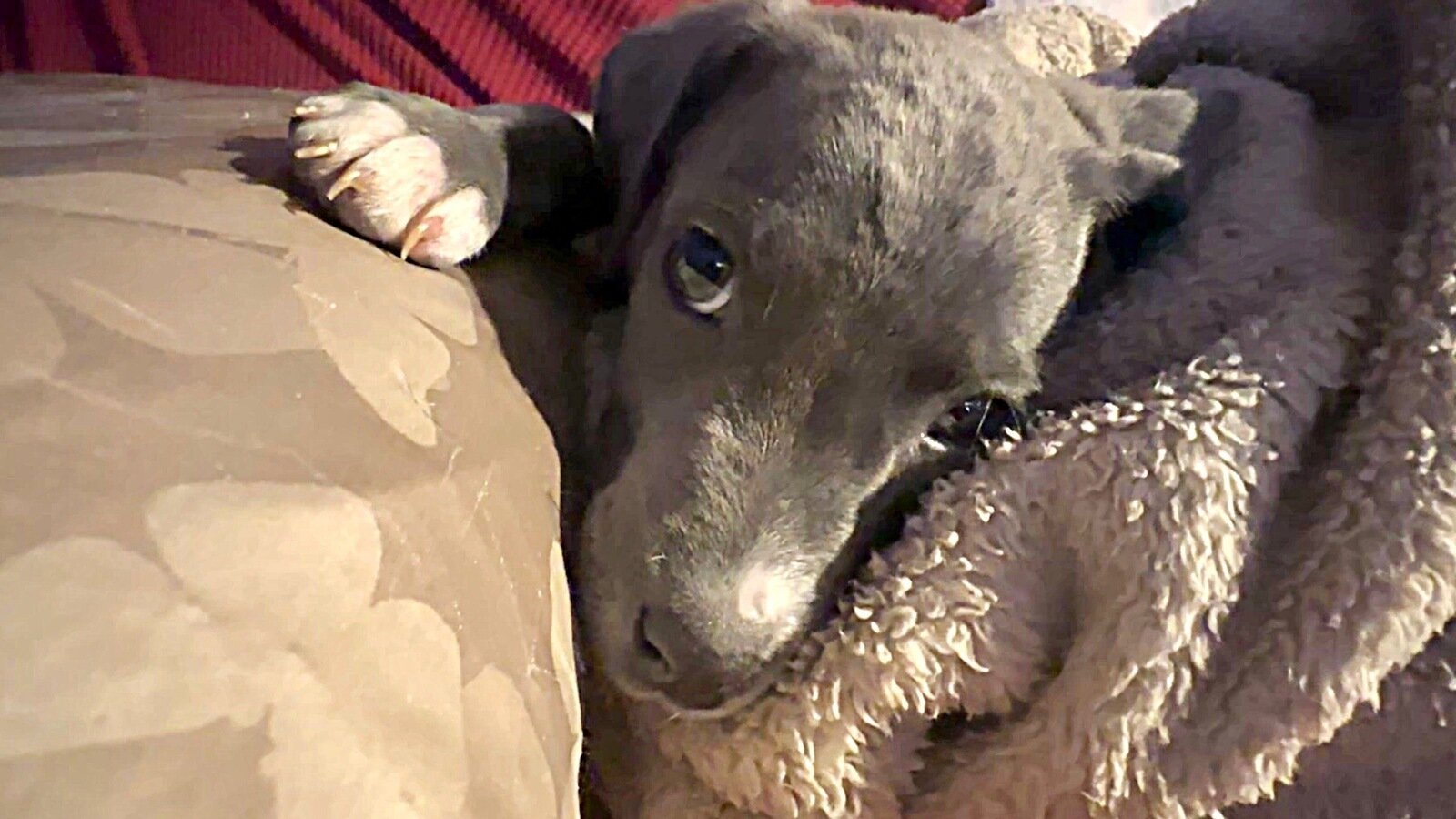 Petition · BOYCOTT Movie that Jokes about Abandoning Pets & Downplays ...