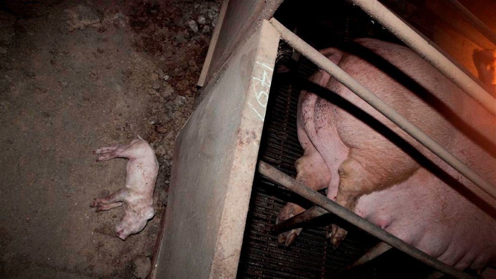 Petition · Get with it, Australia - Stop Factory Farming - Australia ...