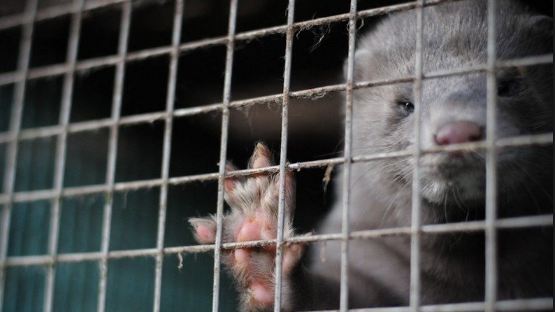 Petition · Reject proposal to expand mink farm from 300 to 3000 animals ...