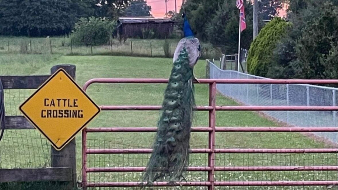 Petition · Make the Peacock Englewood's Community Mascot! - United ...