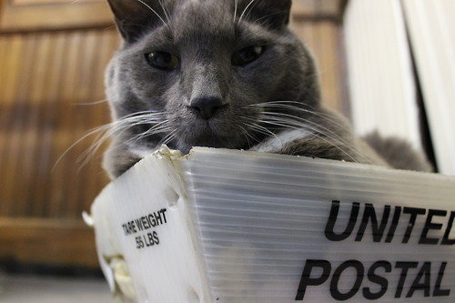 Petition · Pratt Institute: Allow and accommodate the Pratt Cats ...