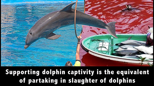 Petition · No More Marine Mammals in captivity! - United States ...
