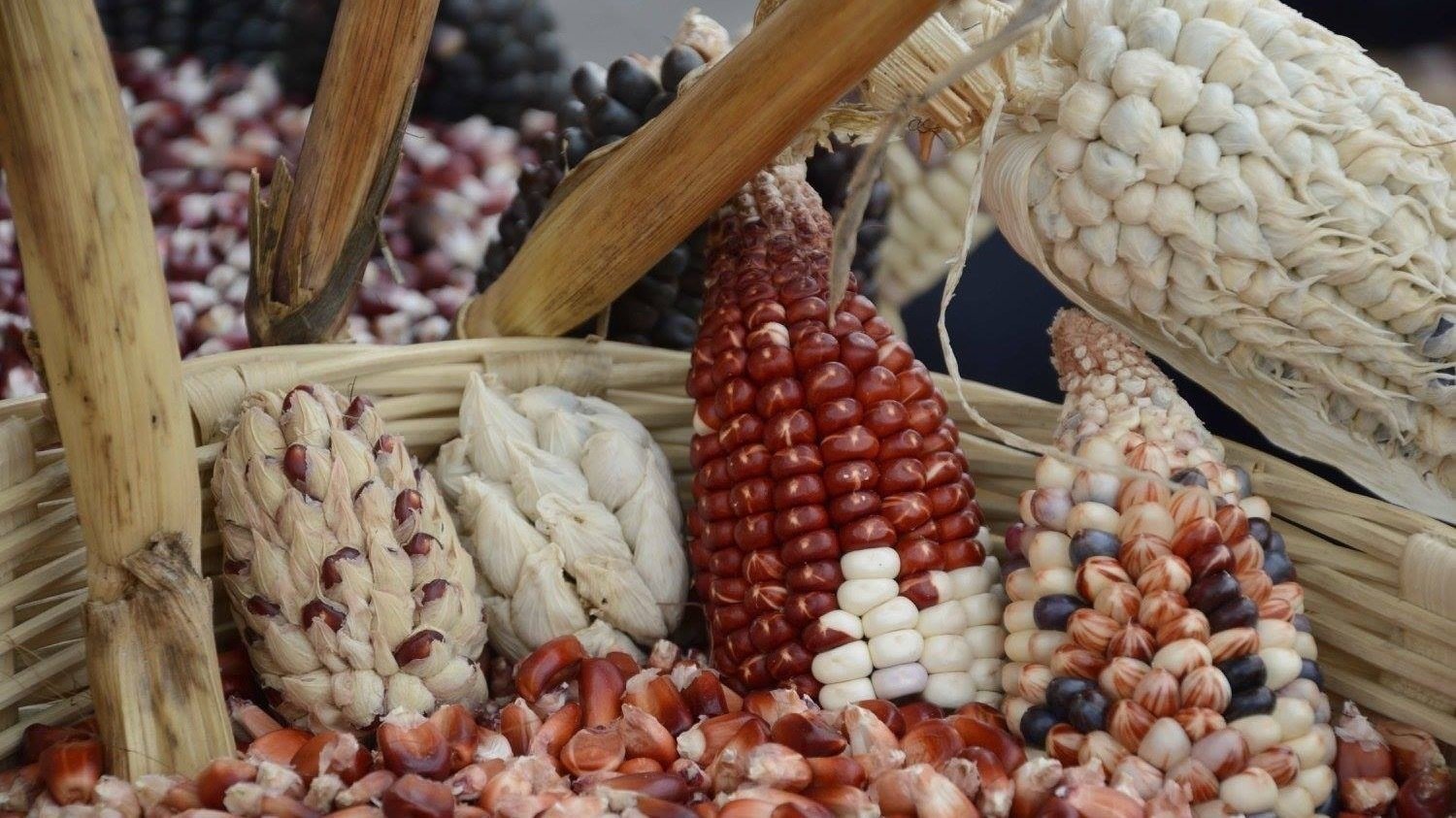 Petición · SEMARNAT reconsidere cambios en CONABIO. Biodiversidad y ...