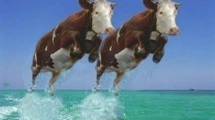 Petition · change the name of camp mah kah wee to moo cow wee in 2024 ...