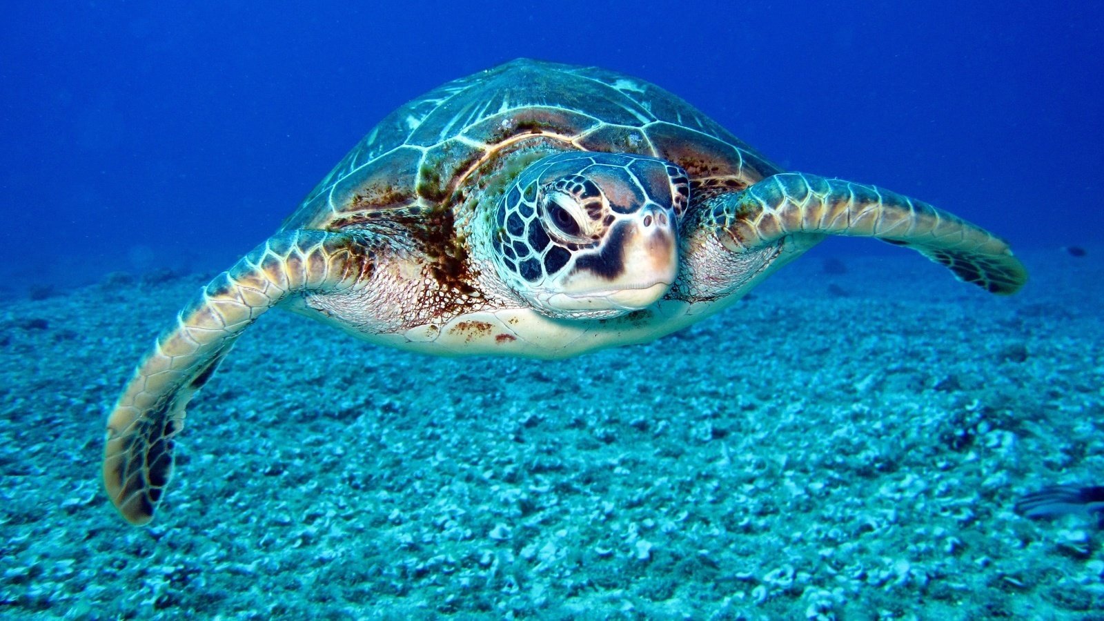 Petition · Save Bribie's Turtles! - Australia · Change.org