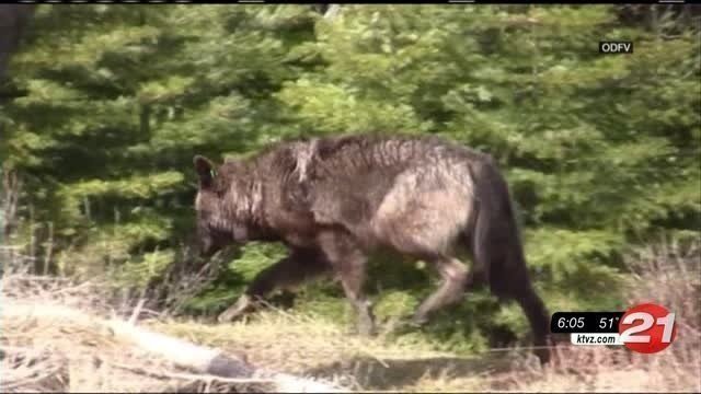 Petition · Relocate the OR-7 wolf pack! - United States · Change.org