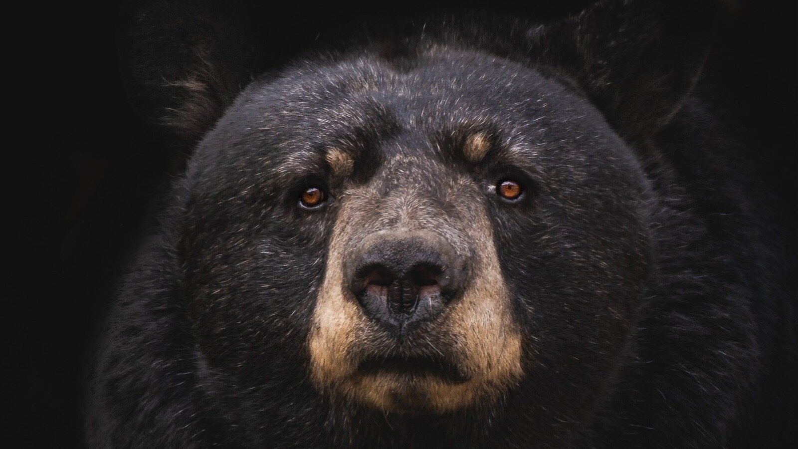 Petition update · SAVE FLORIDA BLACK BEARS FROM TROPHY HUNTERS (2025 ...
