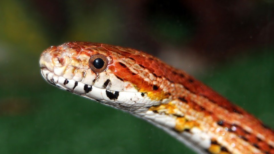 Petition · I want a snake - Ireland · Change.org